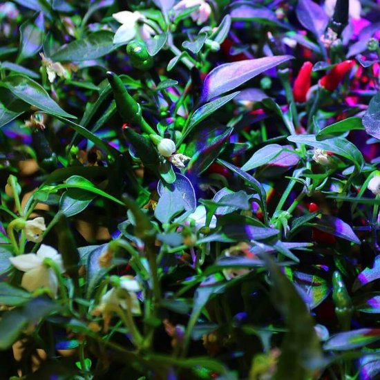 PLANTUI CHILI DEMON RED | bol.com