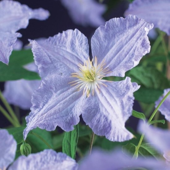 3 stuks - Van der starre - Klimplant Clematis Blue Angel 75 cm | bol