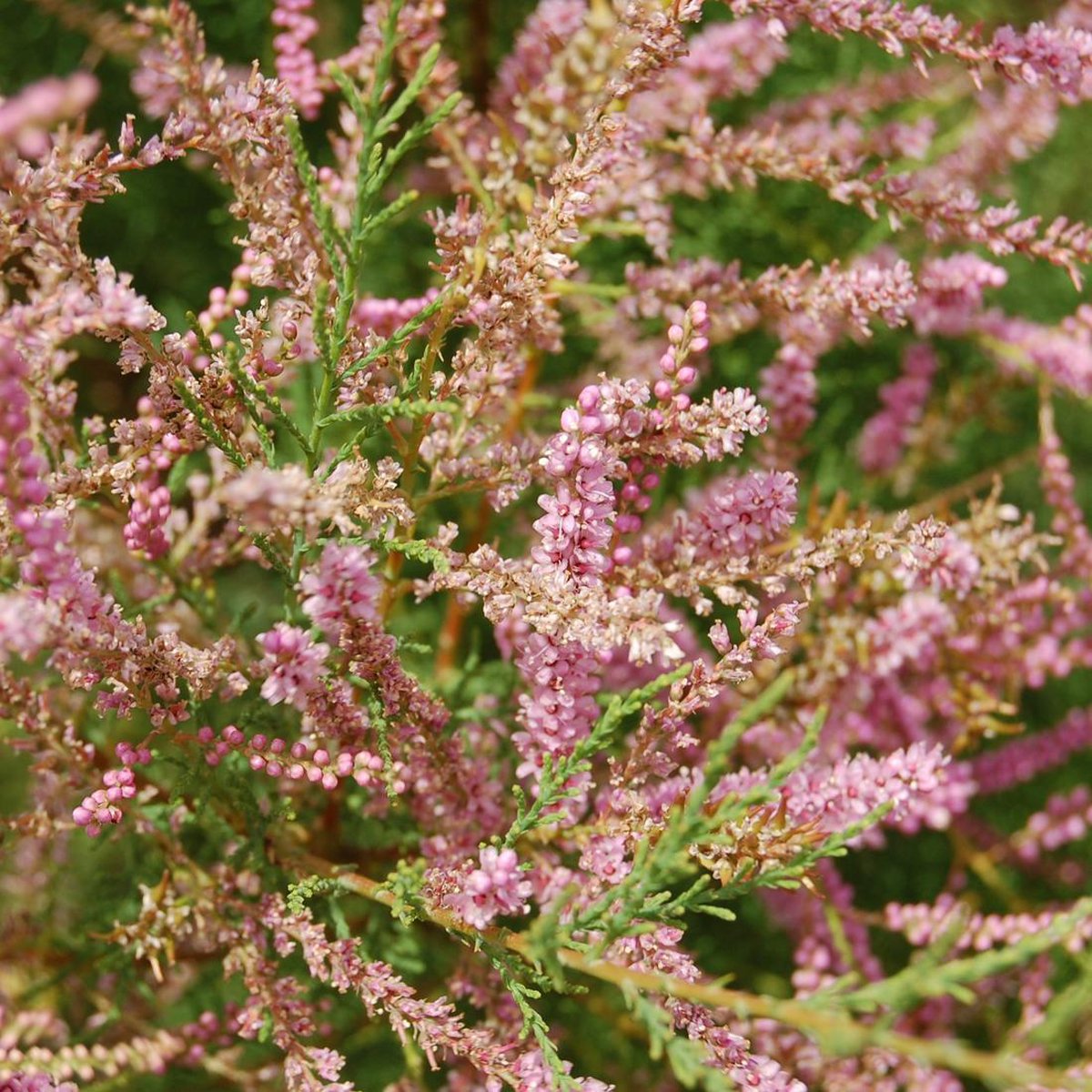 Tamarix Tetrandra - Tamariks - Hoogte 275 cm pot | bol.com