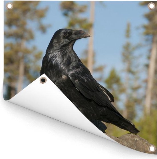 Tuin poster Een zwarte raaf met modder op zijn snavel - 200x200 cm ...