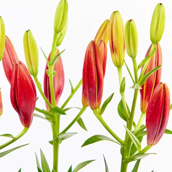 Lelie rood 3 takken | bol