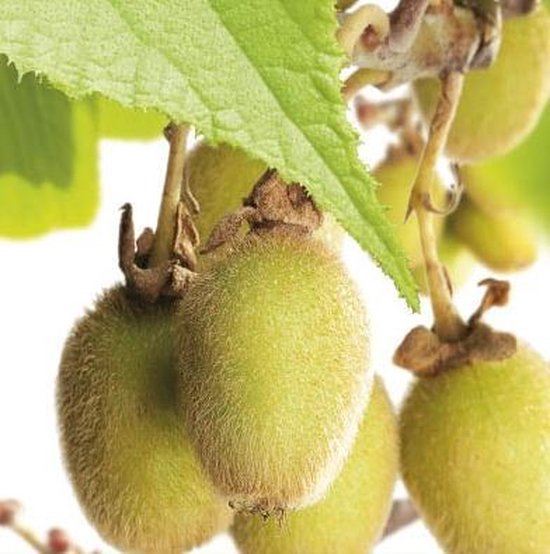 Actinidia chinensis Jenny | bol.com