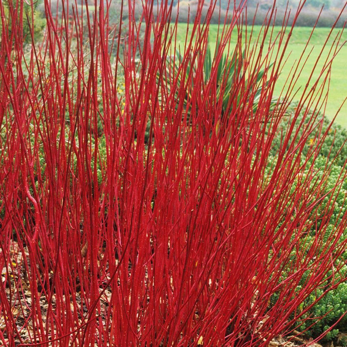 Cornus alba 'Sibirica' - Kornoelje 60-80 cm in pot | bol