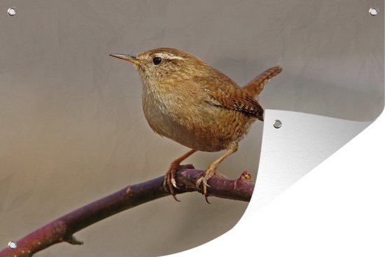 Tuinposters buiten Winterkoninkje op een bruine tak - 90x60 cm - Tuindoek - Buitenposter | bol