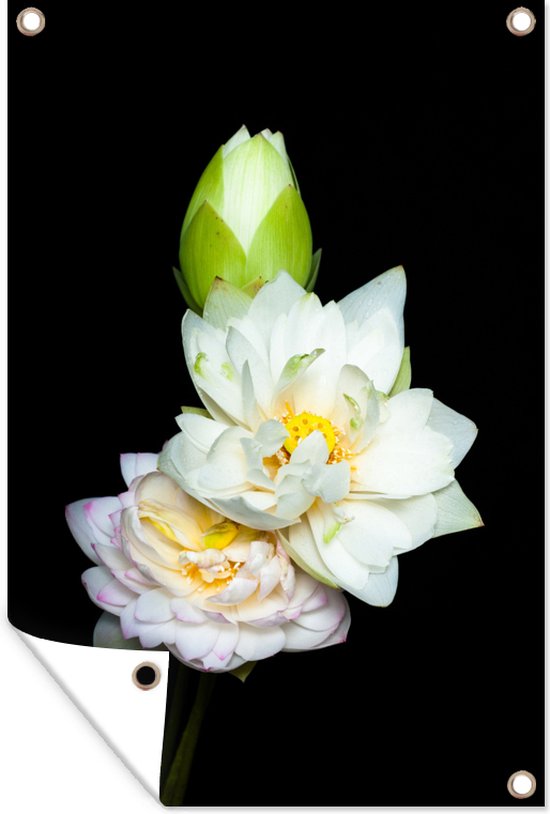 Tuinposter - Tuindoek - Tuinposters buiten - Witte lotus op zwarte ...