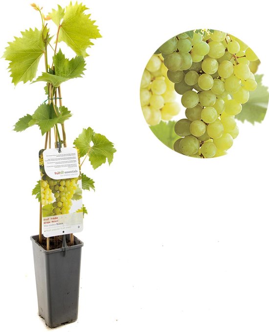 witte druif - Vitis vinifera Bianca - druivenplant - druivenstruik ...