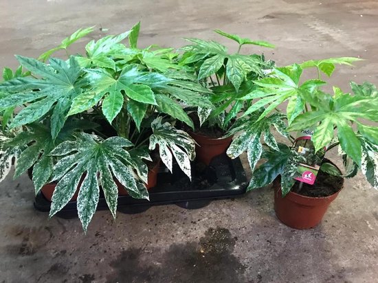 Fatsia Japonica Spiderweb - Handelskwekerij Mark Verbeek - Buitenplant ...