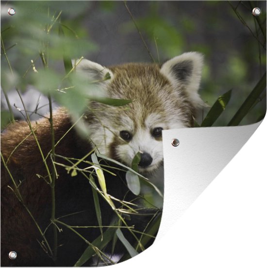 Posters de jardin Panda roux - Branches - Vert - 50x50 cm - Toile de ...