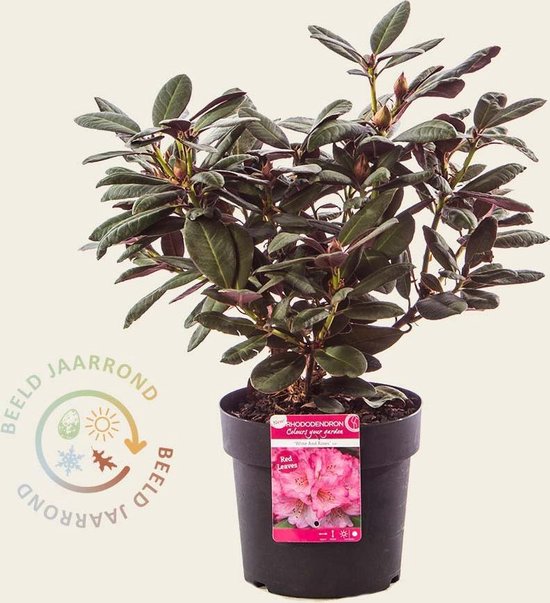 Rhododendron 'Wine and Roses' | bol