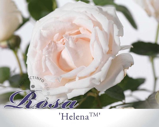 Rosa 'Helena' | bol.com