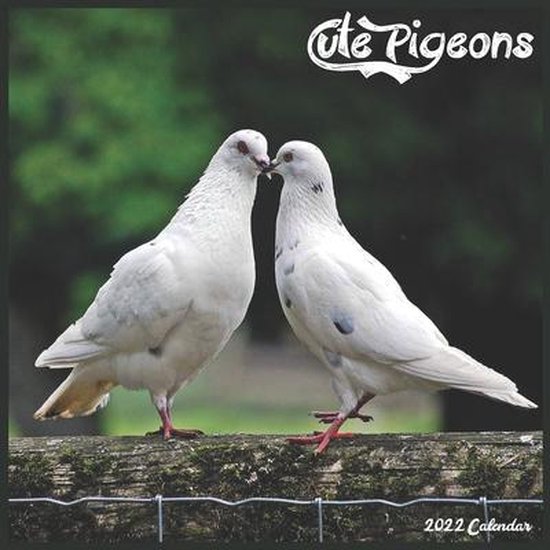 Cute Pigeons 2022 Calendar | bol.com