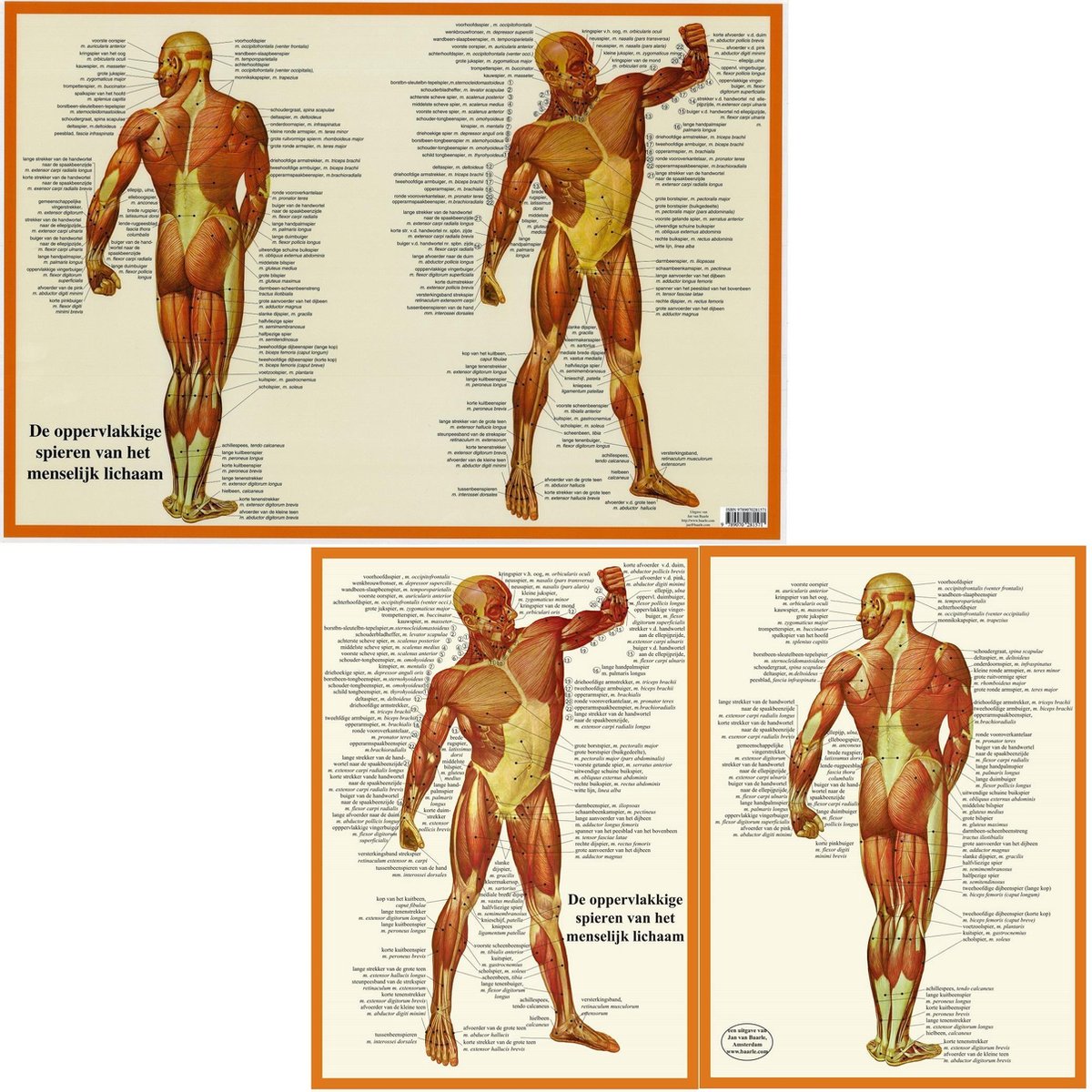 Het menselijk lichaam - anatomie posters spieren (Nederlands, gelamineerd, A2 + A4) | bol