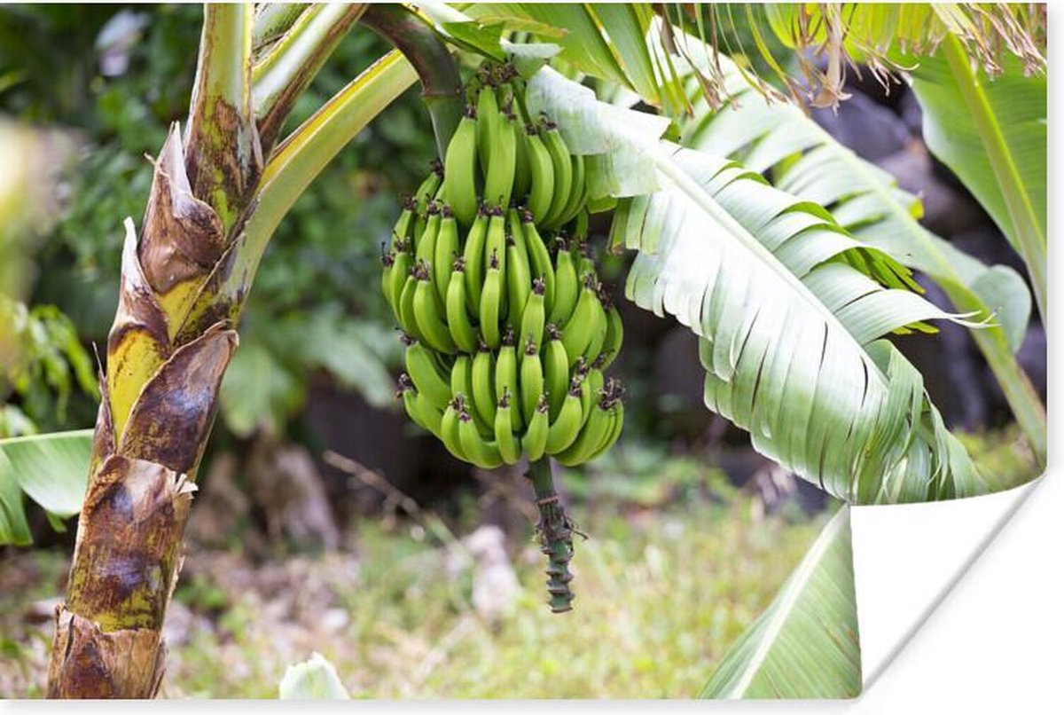 Bananenboom met een rijpende tros bananen Poster 30x20 cm - klein ...