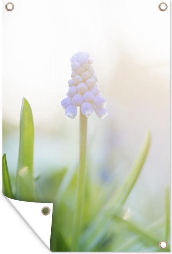 Affiche de jardin fleur bleue unique d'une jacinthe de raisin 80x120 cm ...