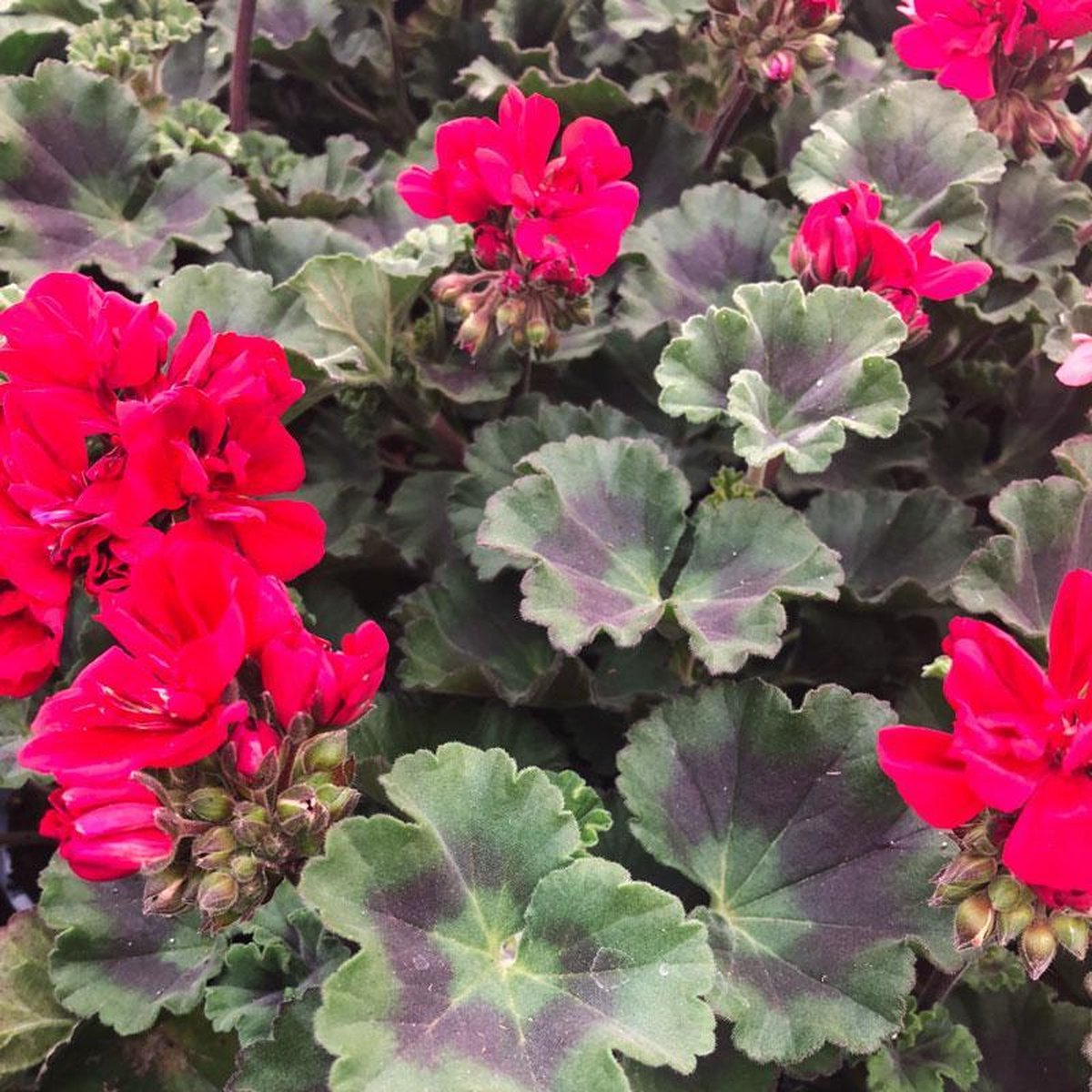 Tuin de Bruijn - Staande geranium - rode tinten - Pelargonium zonale ...