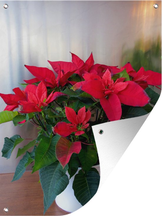 Un bouquet de roses de Noël rouges dans un pot blanc poster jardin ...