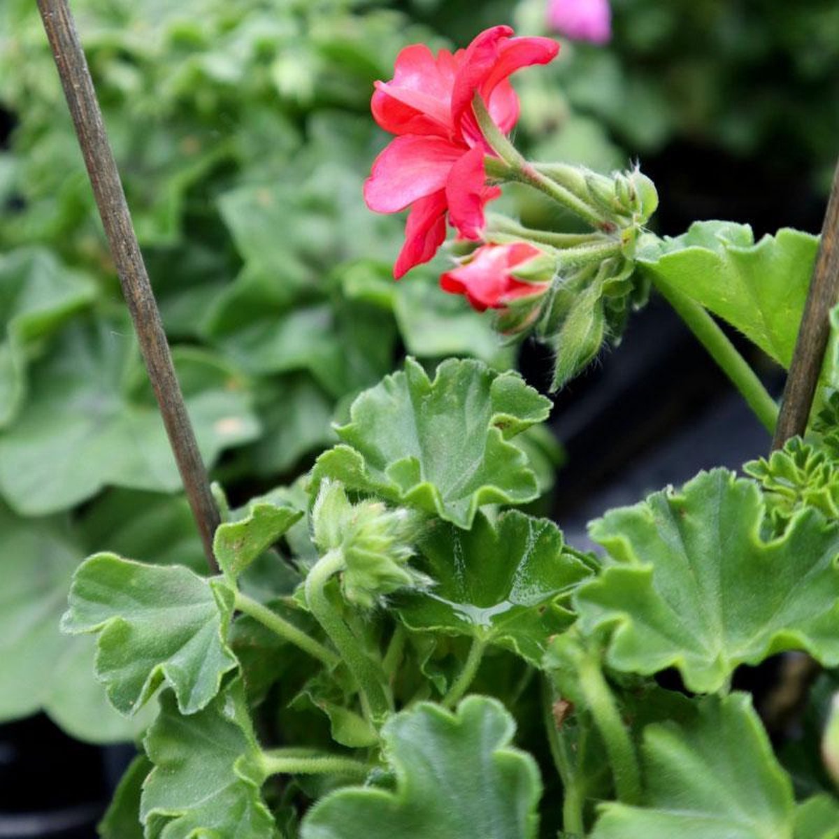 Hang geranium - rode tinten - hanggeranium - Pelargonium peltatum - 6 ...