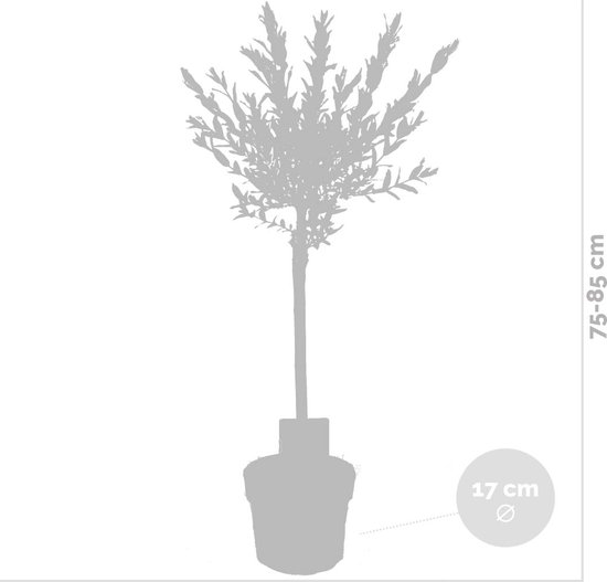 Bloomique - Set van 2 - Salix Integra Flamingo - Bonte Wilg ...