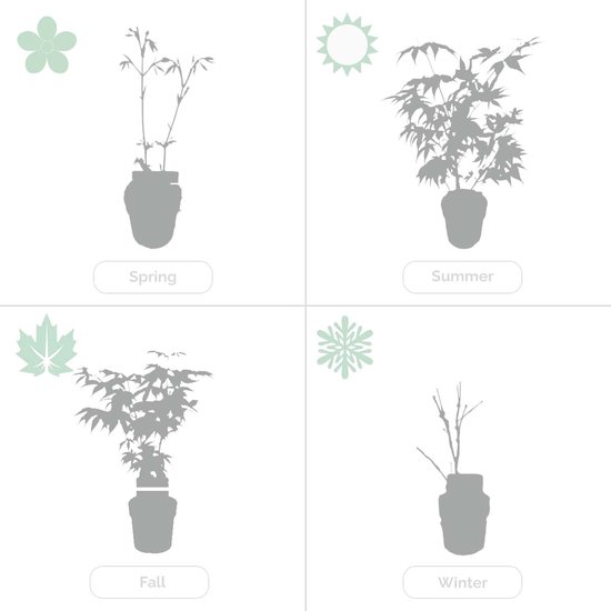 Bloomique - Set van 2 - Salix Integra Flamingo - Bonte Wilg ...