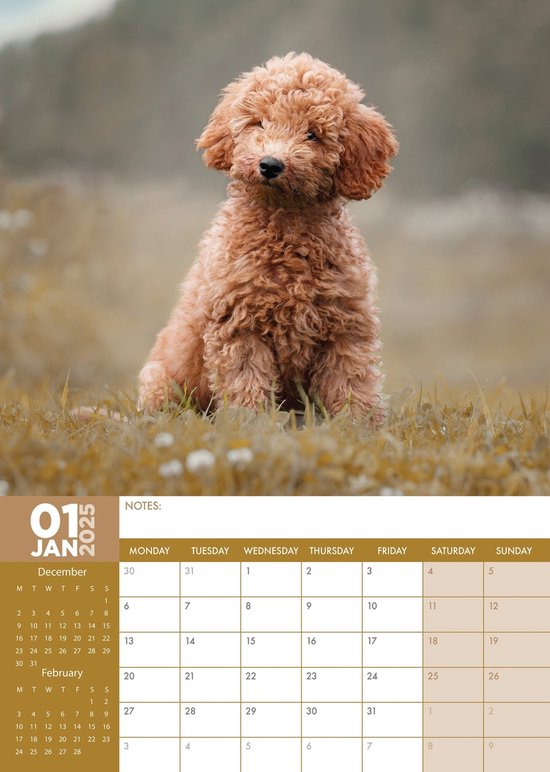 Labradoodle A3 Kalender 2025 | bol