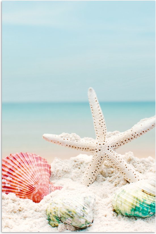 Poster 40x60 cm - Strand - Zeester - Schelpen - Zee - Posters ...
