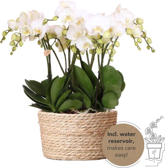 Echte Blikvanger, Witte Orchideën Ghent Plantenset in Rieten Mand ...