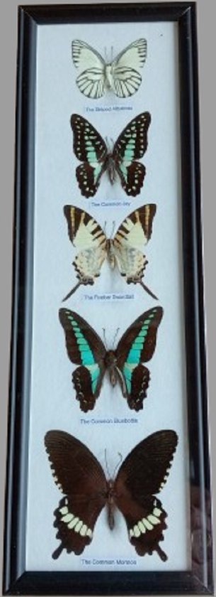 vlinder vlinders insect insecten fotolijst lijst opgezette vlinders ...