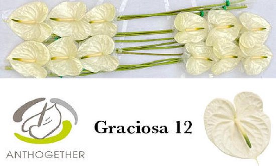 DutchFlowers - Boeket - 12x Anthurium graciosa | bol