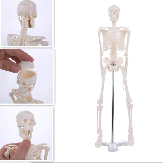Anatomisch Skelet Model - Medisch Leerhulpmiddel voor Anatomie, 45 cm | bol