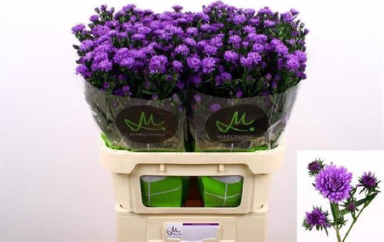 DutchFlowers - Boeket - 25x Aster astee dark milka 80cm | bol