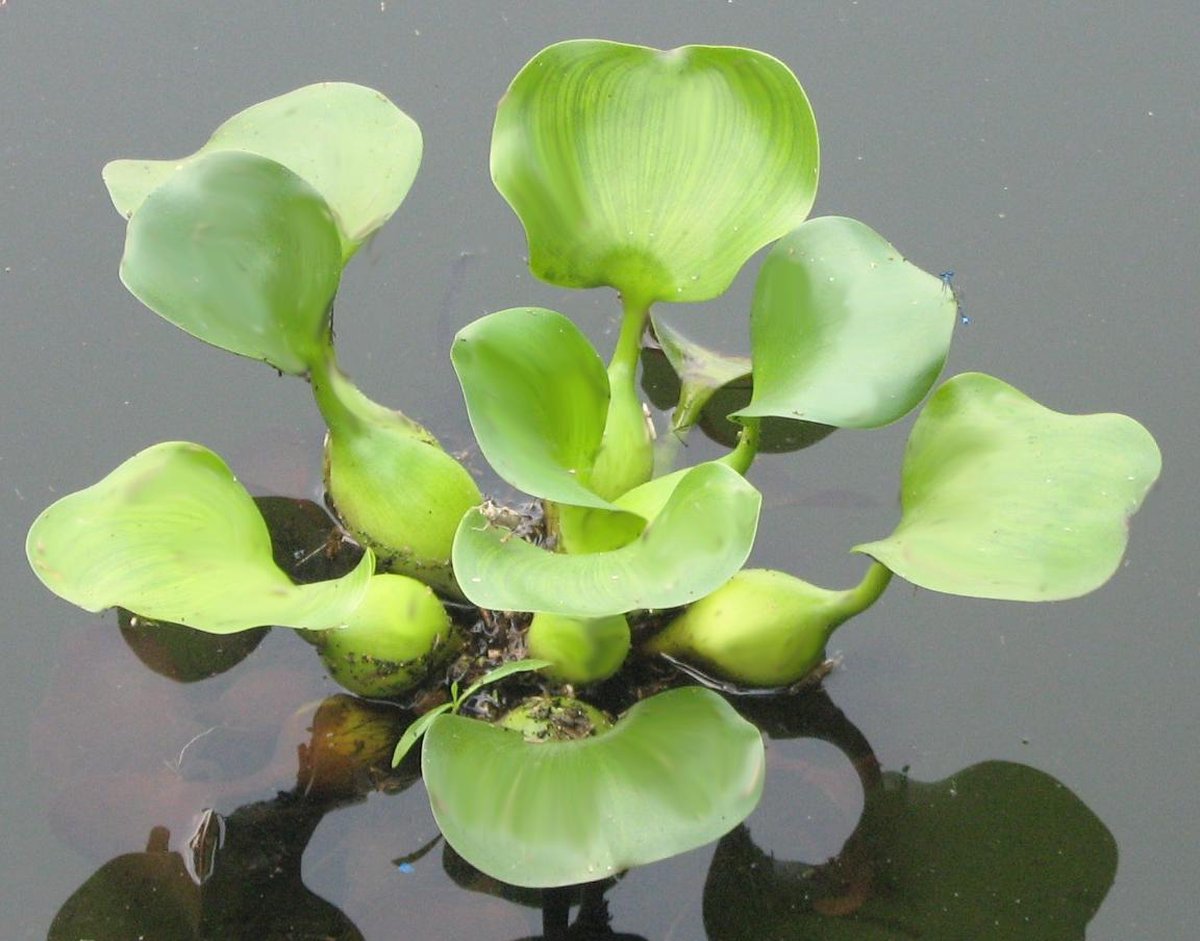 Waterhyacint Eichhornia crassipes | bol.com