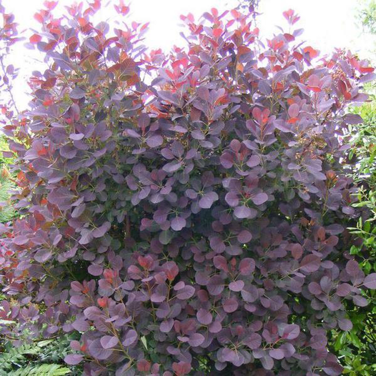 Cotinus coggygria 'Royal Purpla' - Pruikenboom 40-60 cm in pot | bol