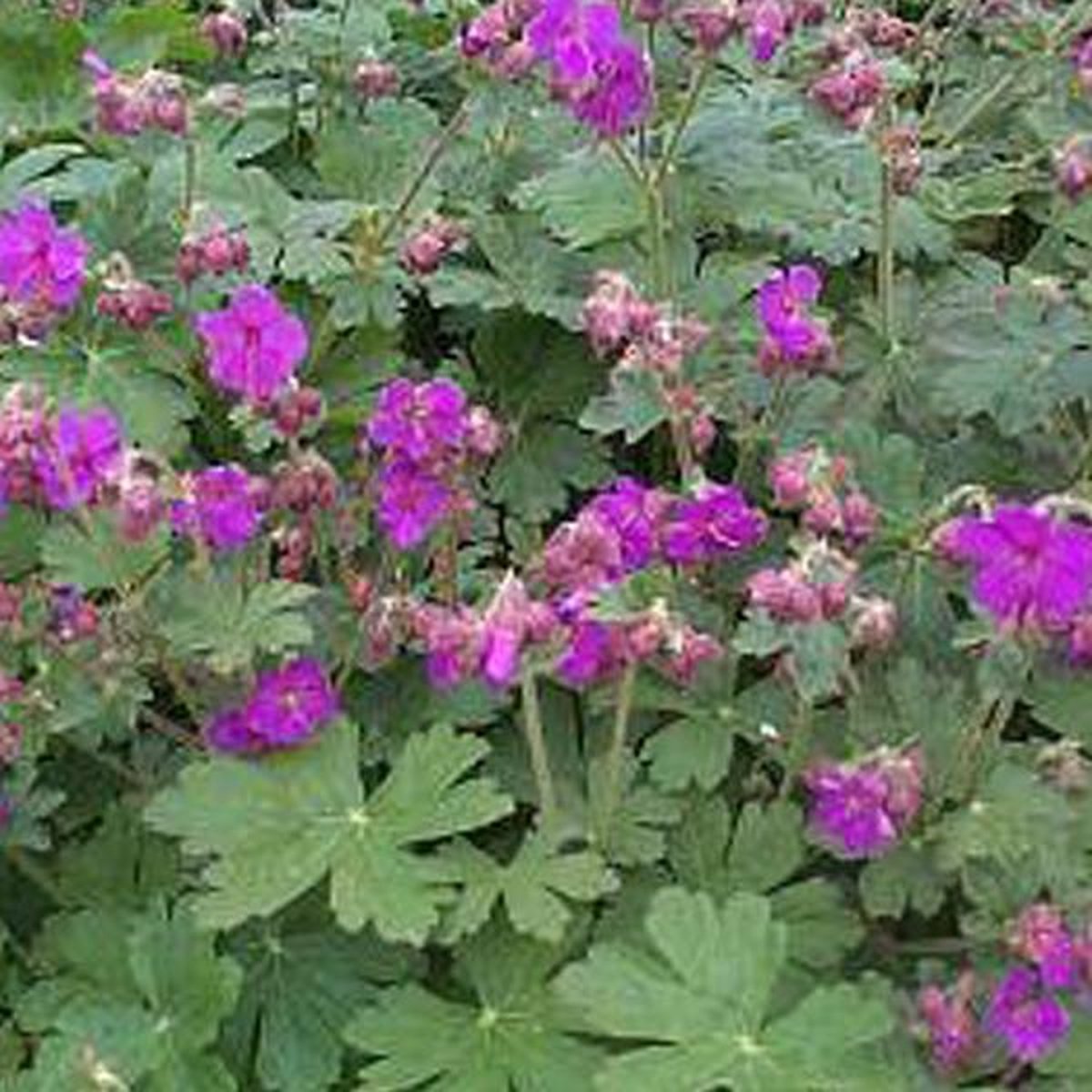6 x Geranium Macrorrhizum 'Bevan's Variety' - Ooievaarsbek pot 9x9cm | bol