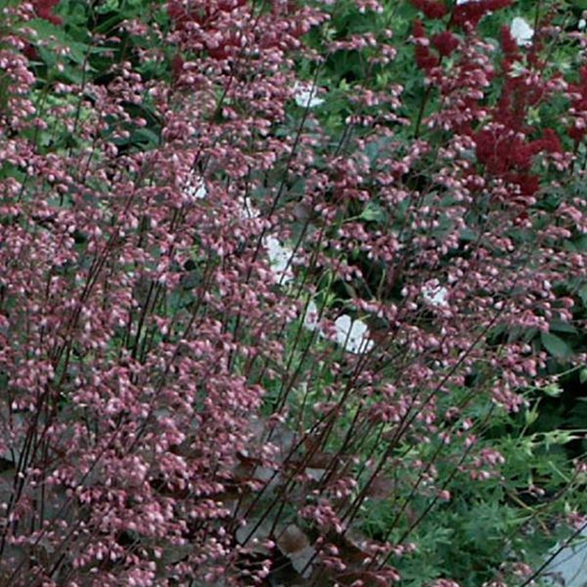 6 x Heuchera 'Rachel' - Heuchère 'Rachel' godet 9cm x 9cm | bol.com