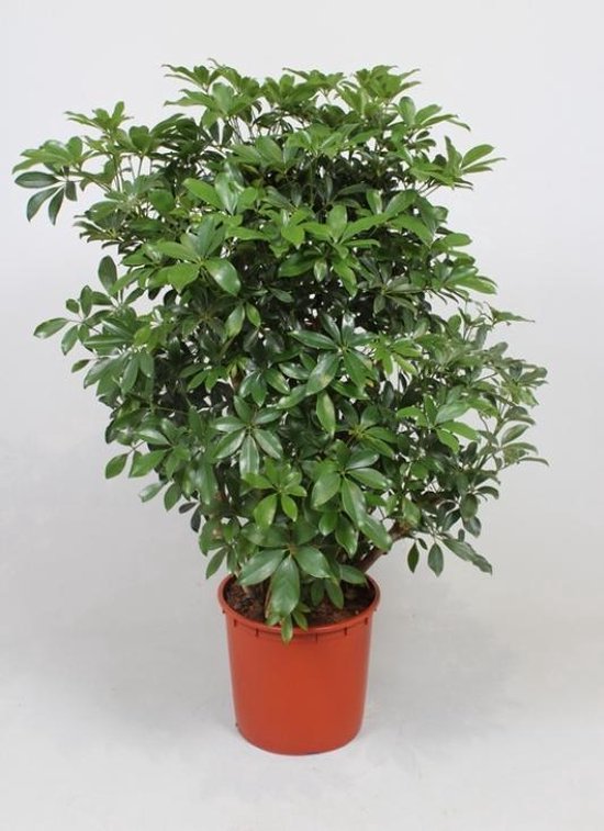 Kamerplant - Schefflera Compacta - vertakt - Ø pot 34cm - ↑ 140cm | bol.com