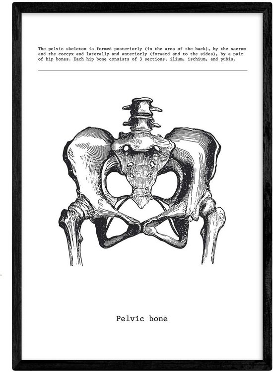 Anatomie Poster Menselijk Bekken Botten en Spieren A4 | bol