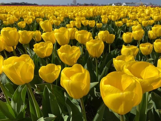 40 Tulp Novi Sun | bol.com