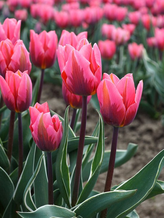 40 Tulp Pretty Princess | bol.com