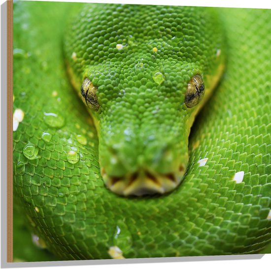 WallClassics - Hout - Fel groene Slang - 80x80 cm - 12 mm dik - Foto op ...