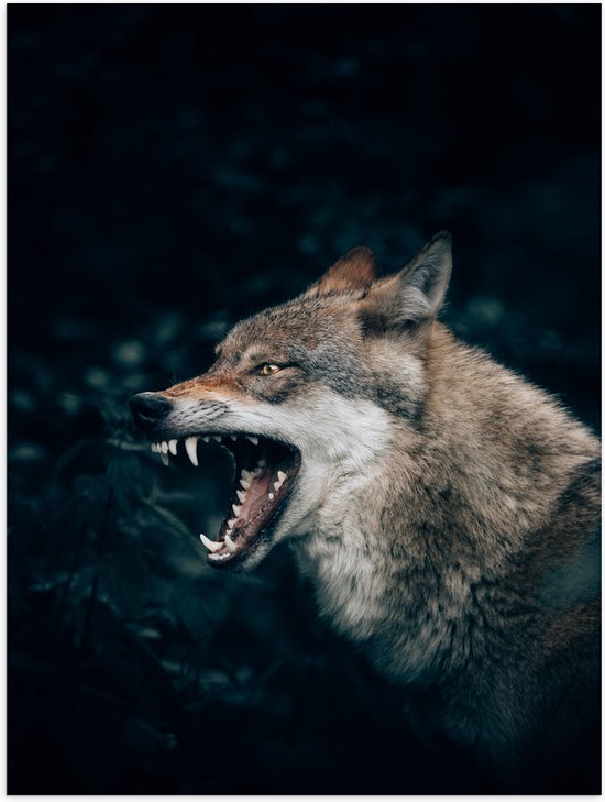 WallClassics - Poster (Mat) - Grote Boze Wolf - 30x40 cm Foto op ...