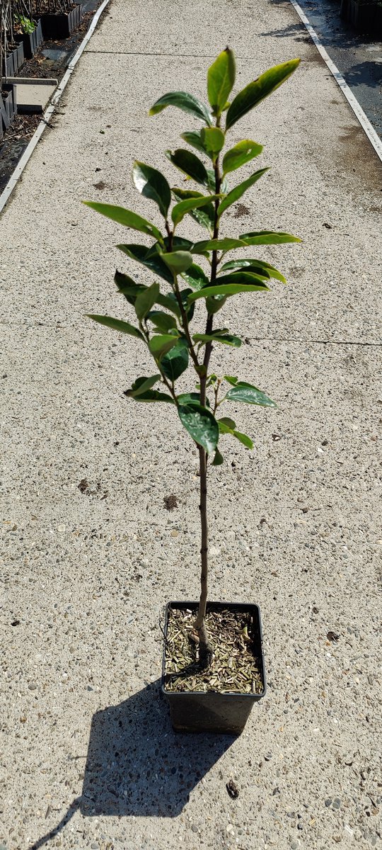 Diospyrus kaki 'Vaniglia' - sharonfruit - 5 liter pot - 100cm | bol.com