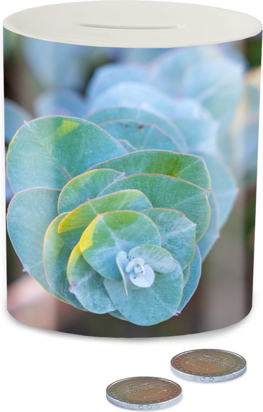 Spaarpot - Spaarblik - Eucalyptusbladeren met een mensenhand ...