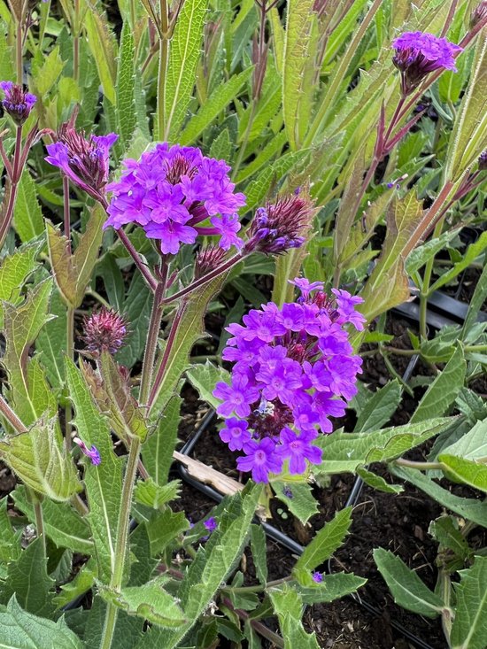 6 x Verbena rigida - IJzerhard - P9 Pot (9 x 9cm) - Dima Vaste Planten ...