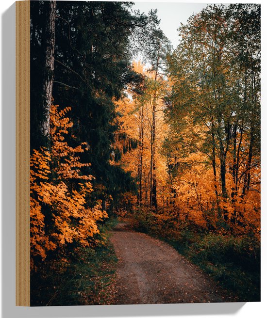 WallClassics - Hout - Herfst Bomen Langs Pad - 30x40 cm - 12 mm dik ...