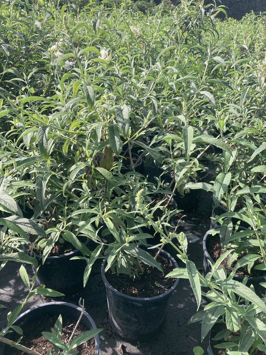 1x Buddleja ´white profusion´ grote vlinderstruik in pot 60-90cm | bol.com