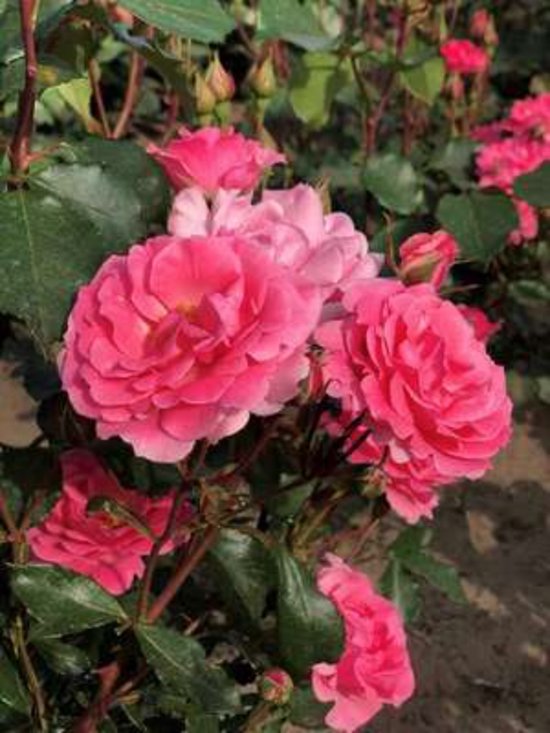 Rosa 'Tom Tom' - Roos in pot | bol.com