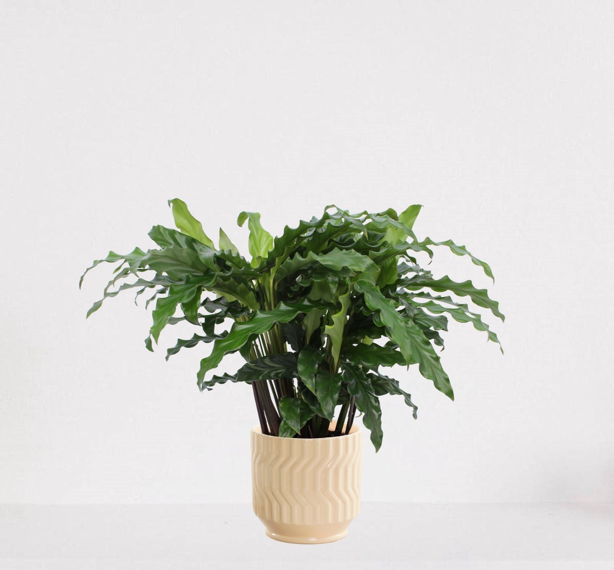 Calathea Blue Grass en pot d'ornement Jacky Goud - plante d'intérieur ...