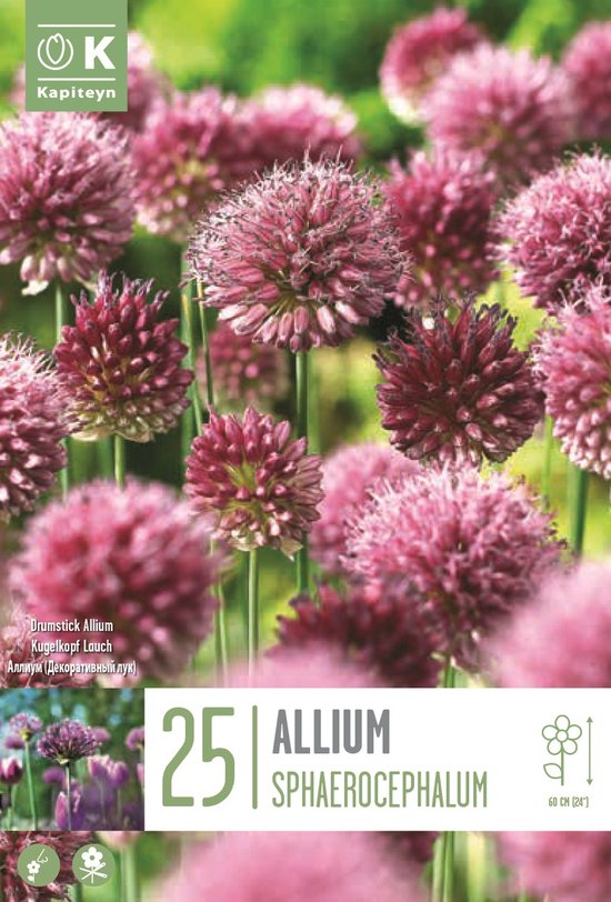 Zakje sieruibollen - Allium Spaerocephalum - bordeaux rood - 25 bollen ...