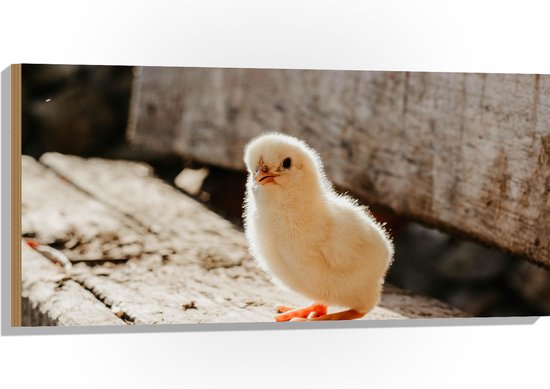 WallClassics - Hout - Klein Kuikentje - 100x50 cm - 12 mm dik - Foto op ...