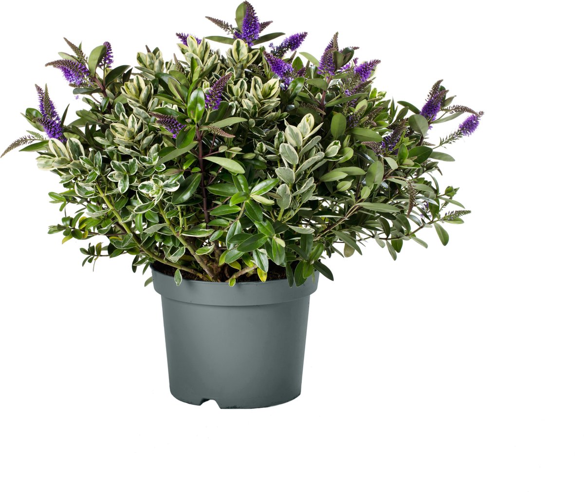 Addenda® Hebe Donna/Classica duo - Kwekerij Roest - Bloeiende plant ...